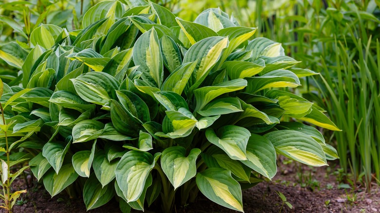 Imported Hosta Flower Bulbs | Buy Premium Shade Loving Garden Plants